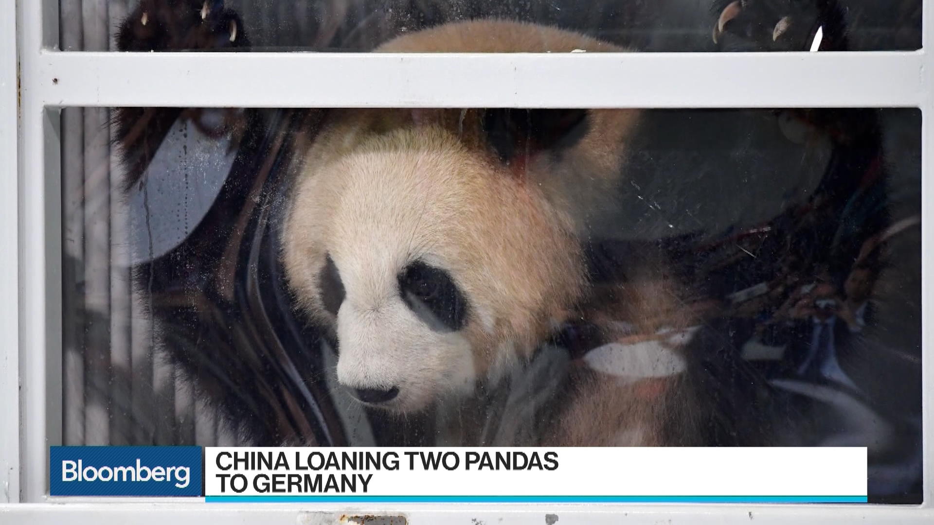 Watch Panda Diplomacy Deployed as China Reaches Out to Germany - Bloomberg