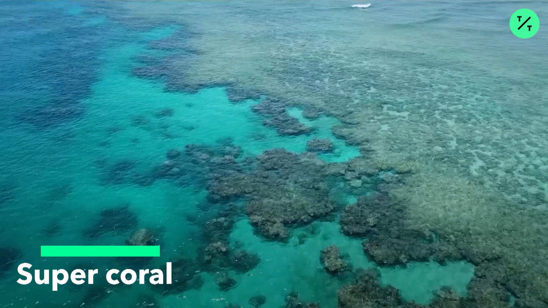 Watch Super Coral - Bloomberg
