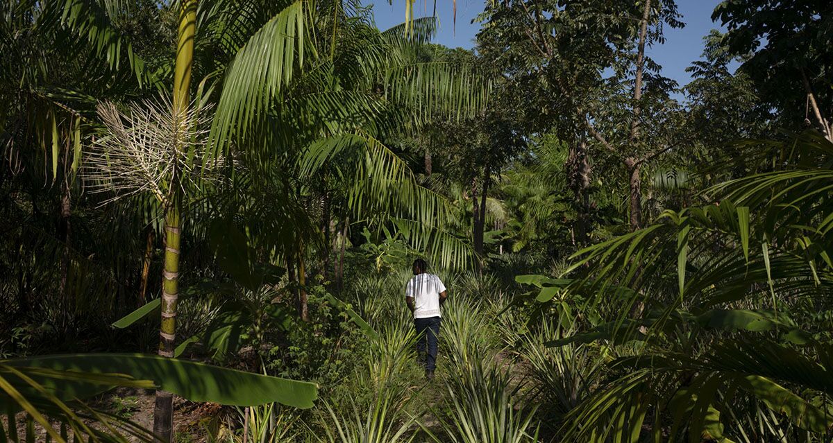 COP30: Brazil’s Amazon Reforestation Push Is Shaping Up to be a Big ...