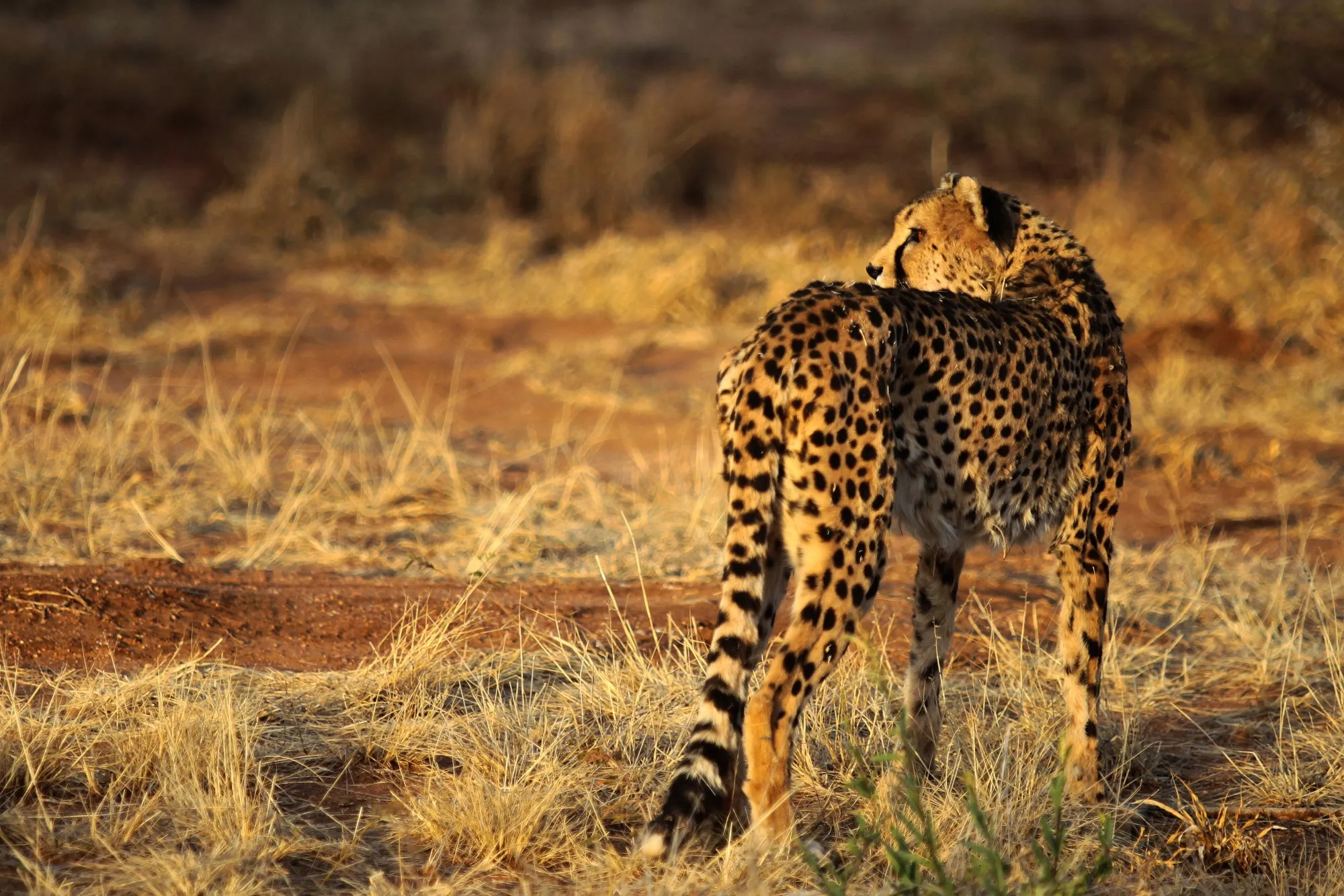Kuno National Park: Modi to Release Cheetahs to Celebrate His Birthday ...