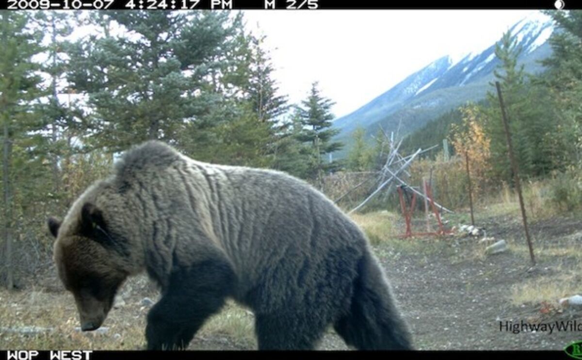 Bears Need Highway Overpasses, Too - Bloomberg