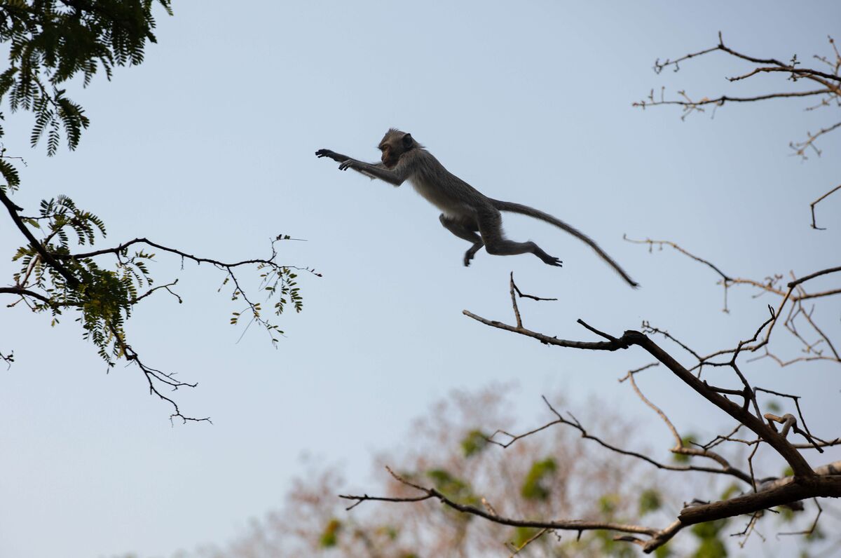 Animal Testing for Vaccines Relies on a Cruel Monkey Supply Chain