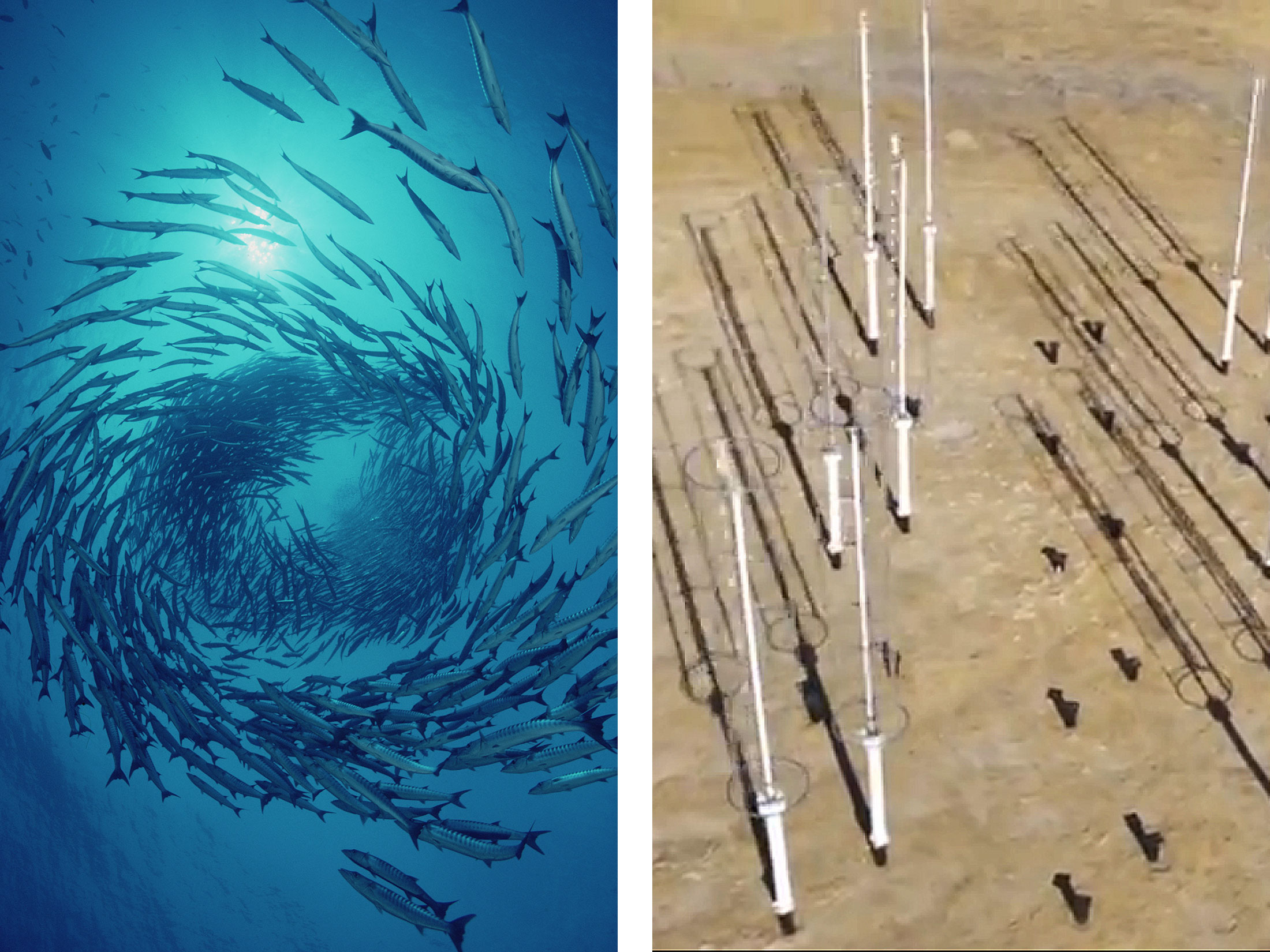 14 Smart Inventions Inspired by Nature: Biomimicry - Bloomberg