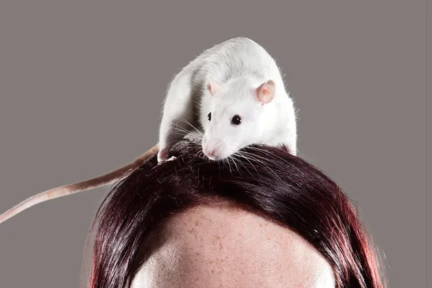 Compulsive Gambling: Study Shows How Slot Machines Trick Rats - Bloomberg