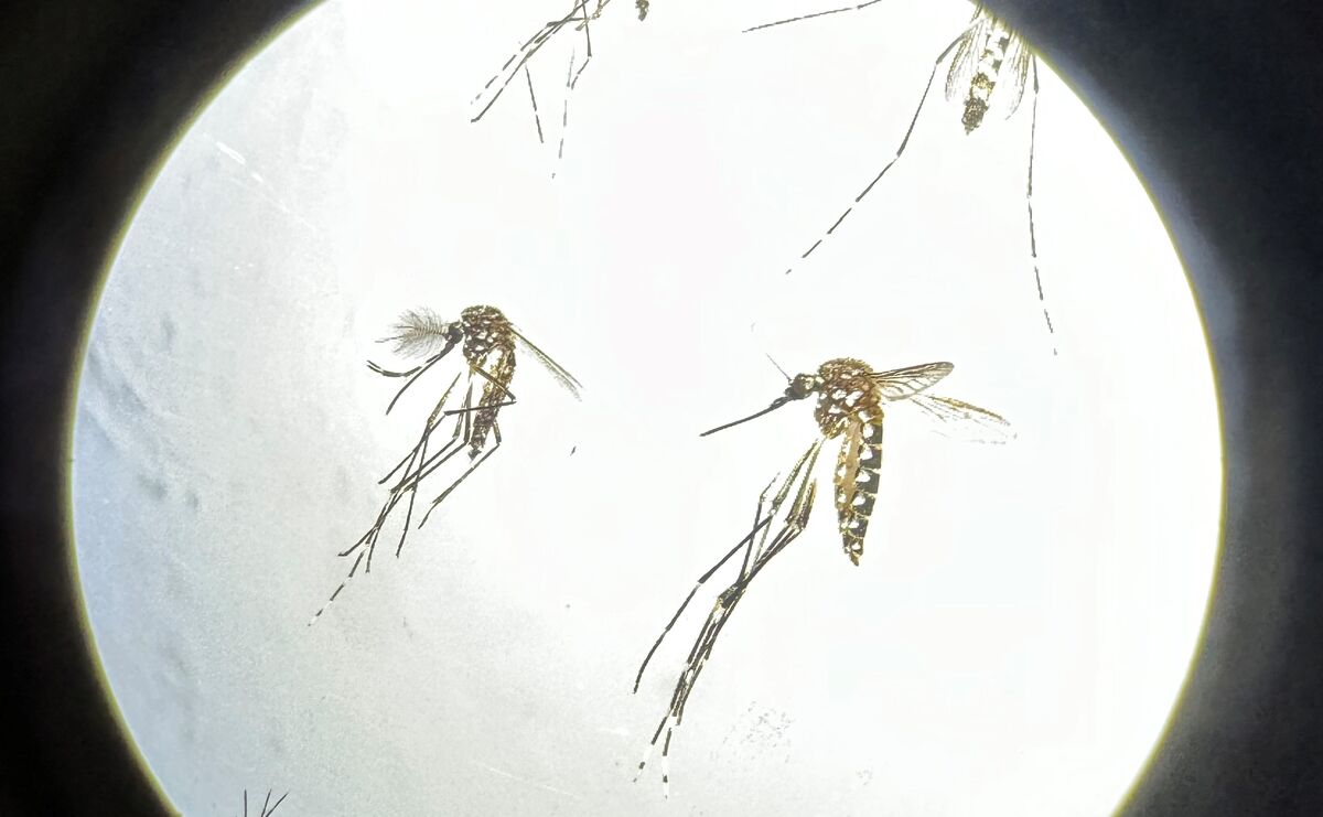 Los Angeles County Reports Fourth Dengue Case | VT News