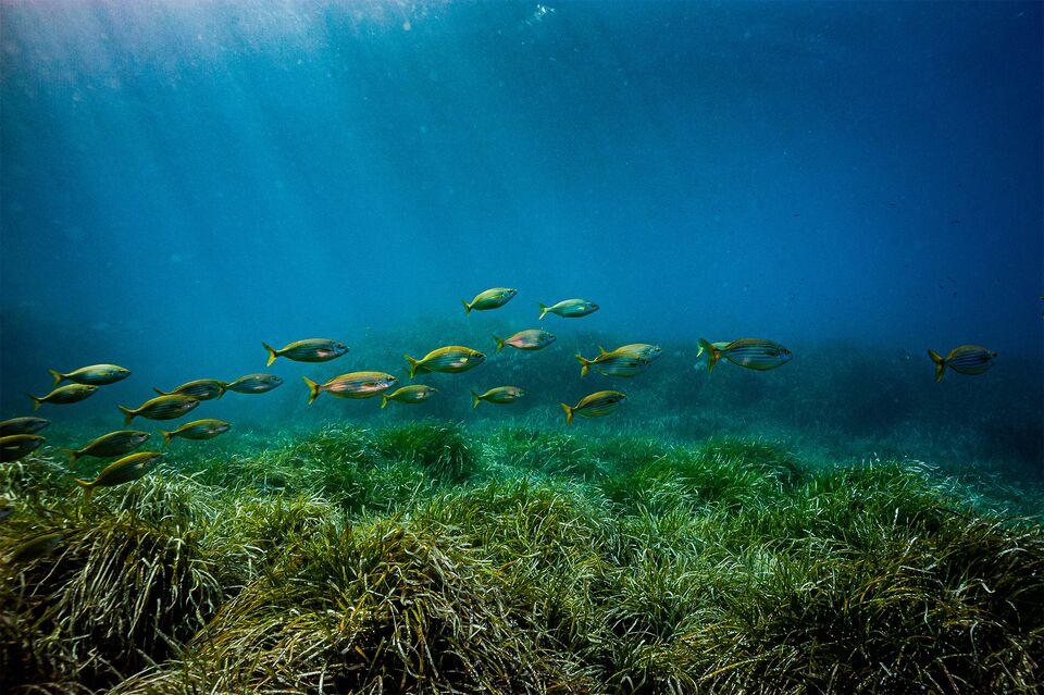 How Extreme Heat Impacts Sea Temperatures - Bloomberg