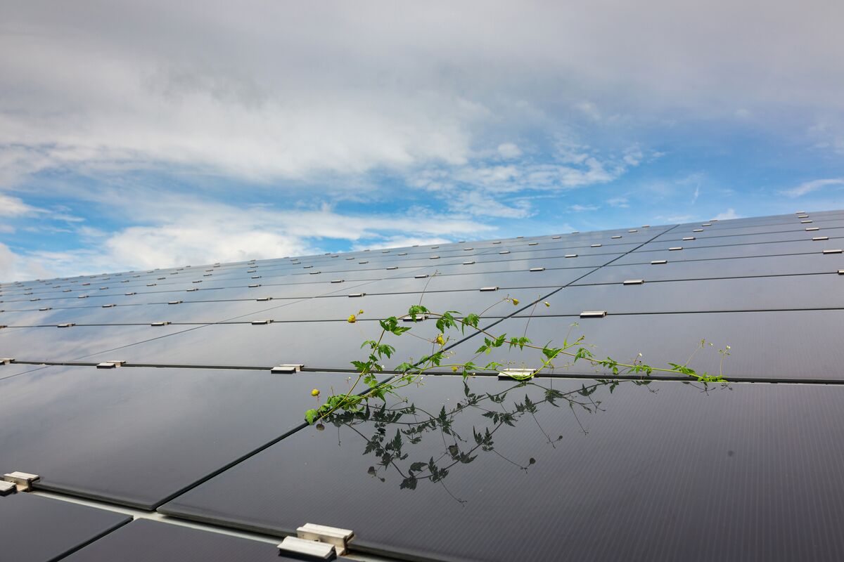 India’s Debut Green Bond Framework Excludes Big Hydro - Bloomberg