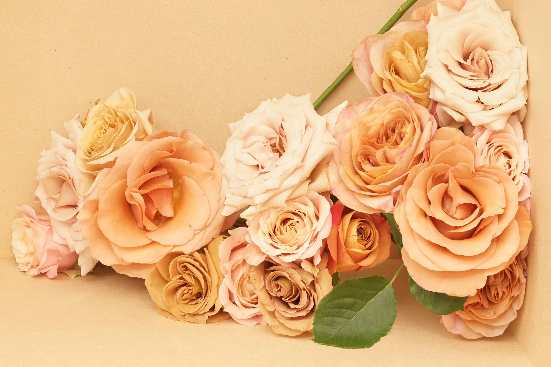 There’s Hope for Taupe! Beige Roses Blossom as Floral Design Trend ...