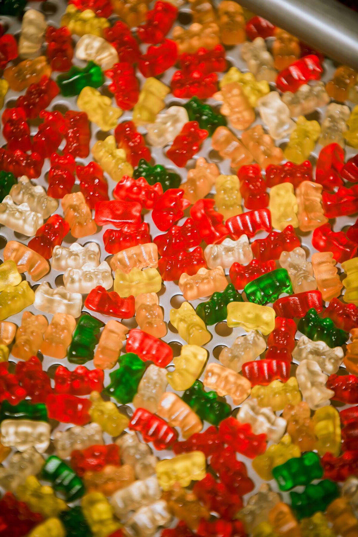 A Haribo Gummy Bears, Twin Snakes Candy Factory Tour