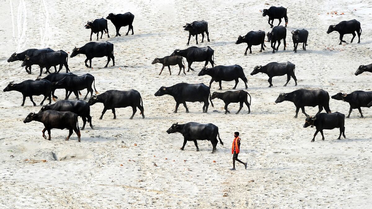 Buffalo Stampede Threatens World’s Biggest Live Cattle Trade - Bloomberg