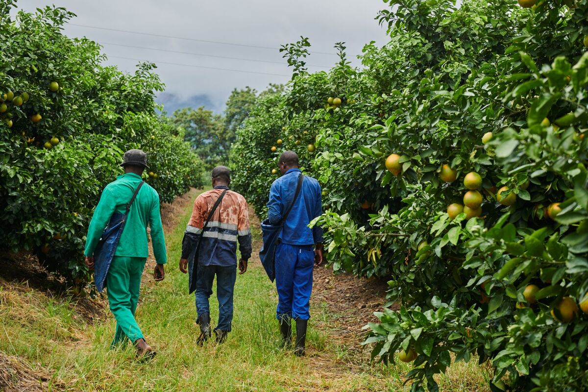 South Africa $1.9 Billion Citrus Exports Face New Disease Threat ...