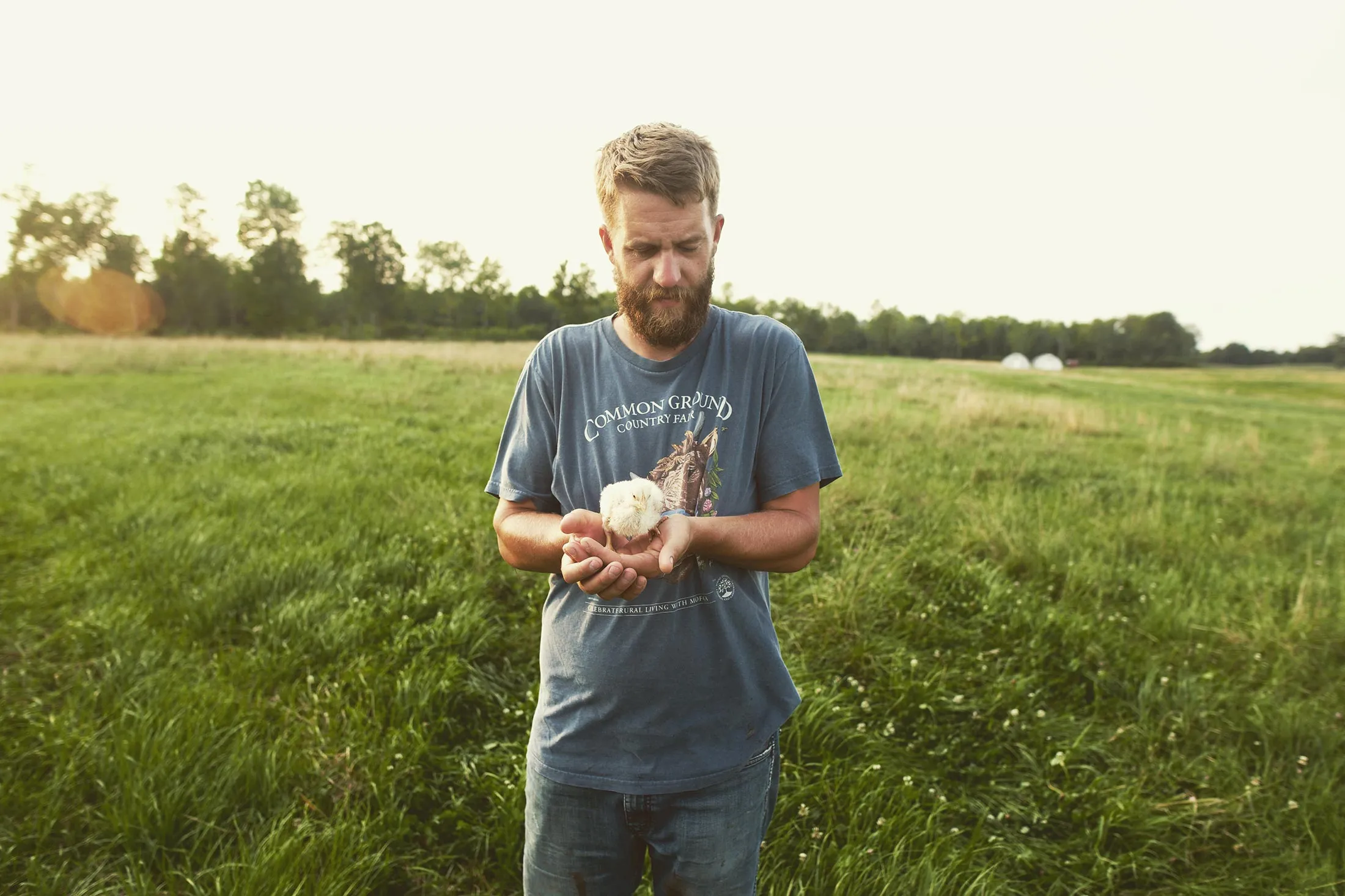 Thousands of Chicks Are Dying in the Mail After USPS Postal Service ...