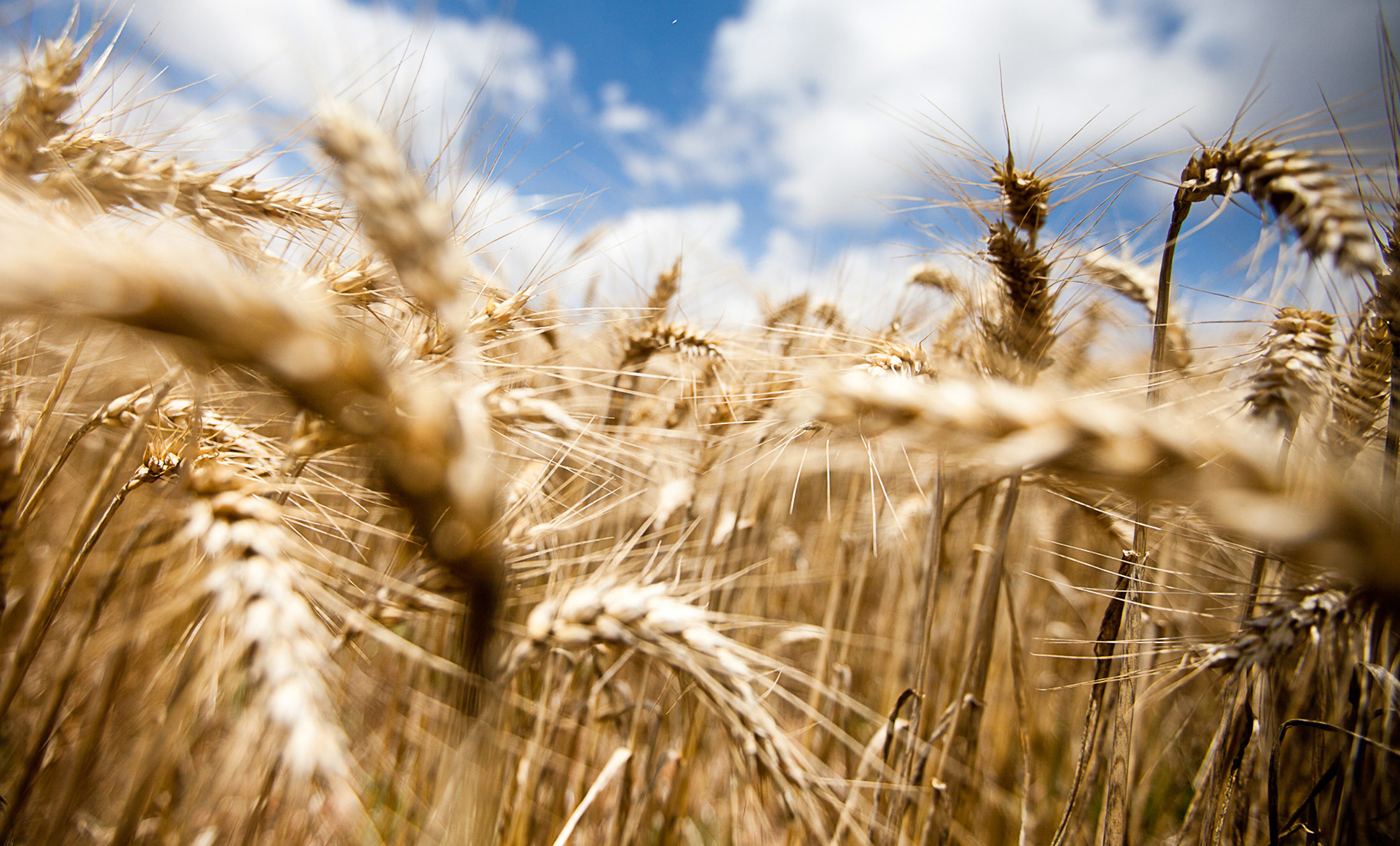 Nigeria's Wheat Plan Falters With Imports Set to Surge - Bloomberg