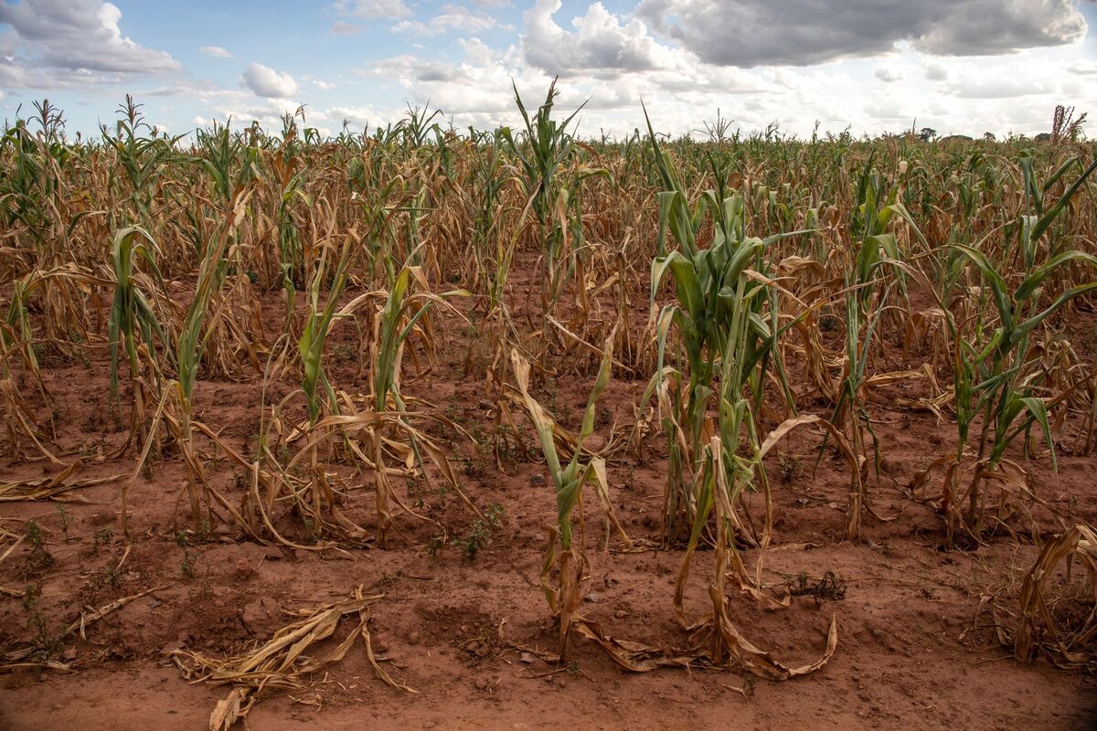 Zimbabwe Needs $1.6 Billion to Lift Crop Output After Drought - Bloomberg