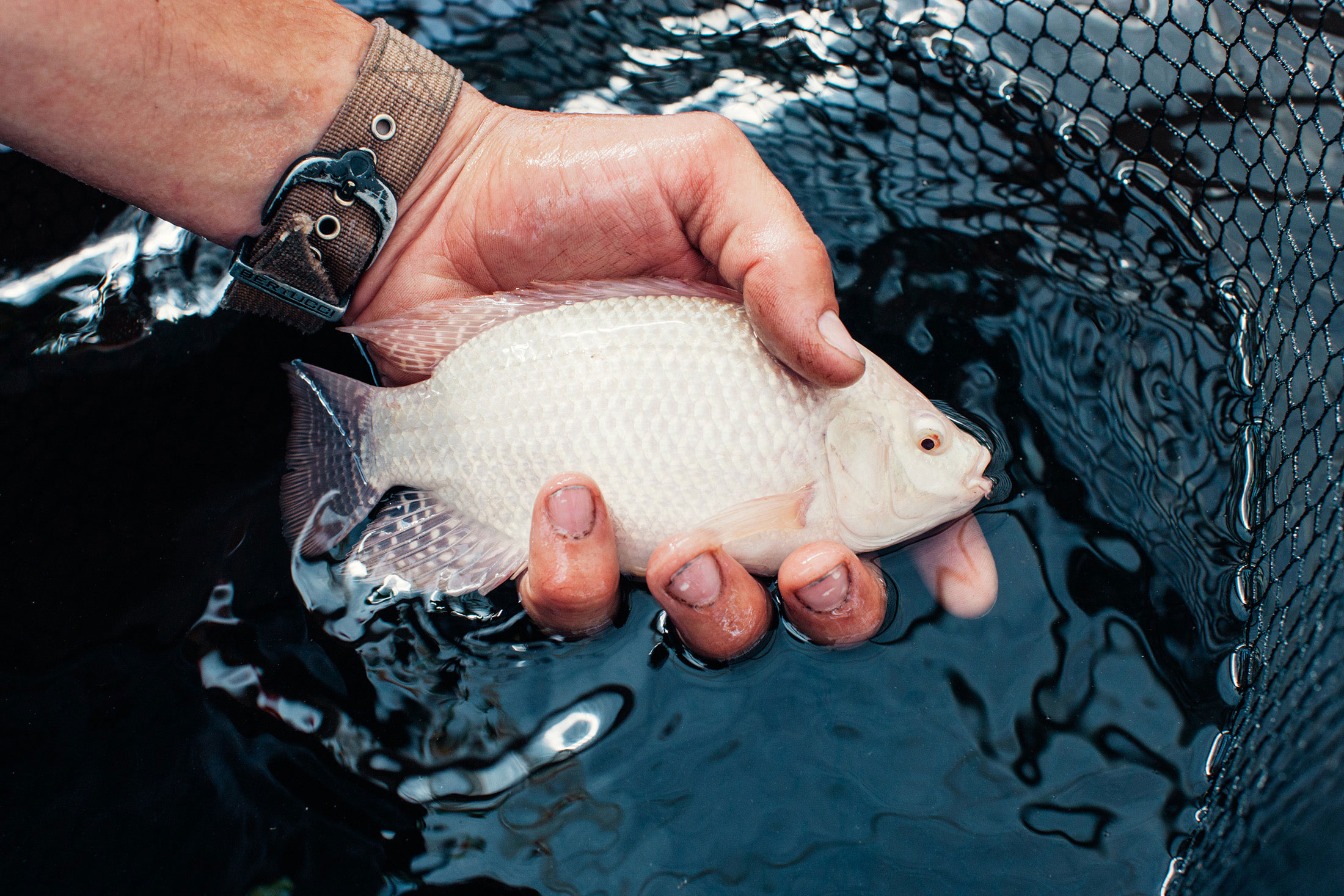 Farming Fish in the Nevada Desert - Bloomberg
