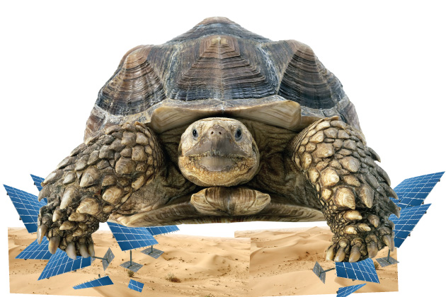 Where Tortoises and Solar Power Don't Mix - Bloomberg