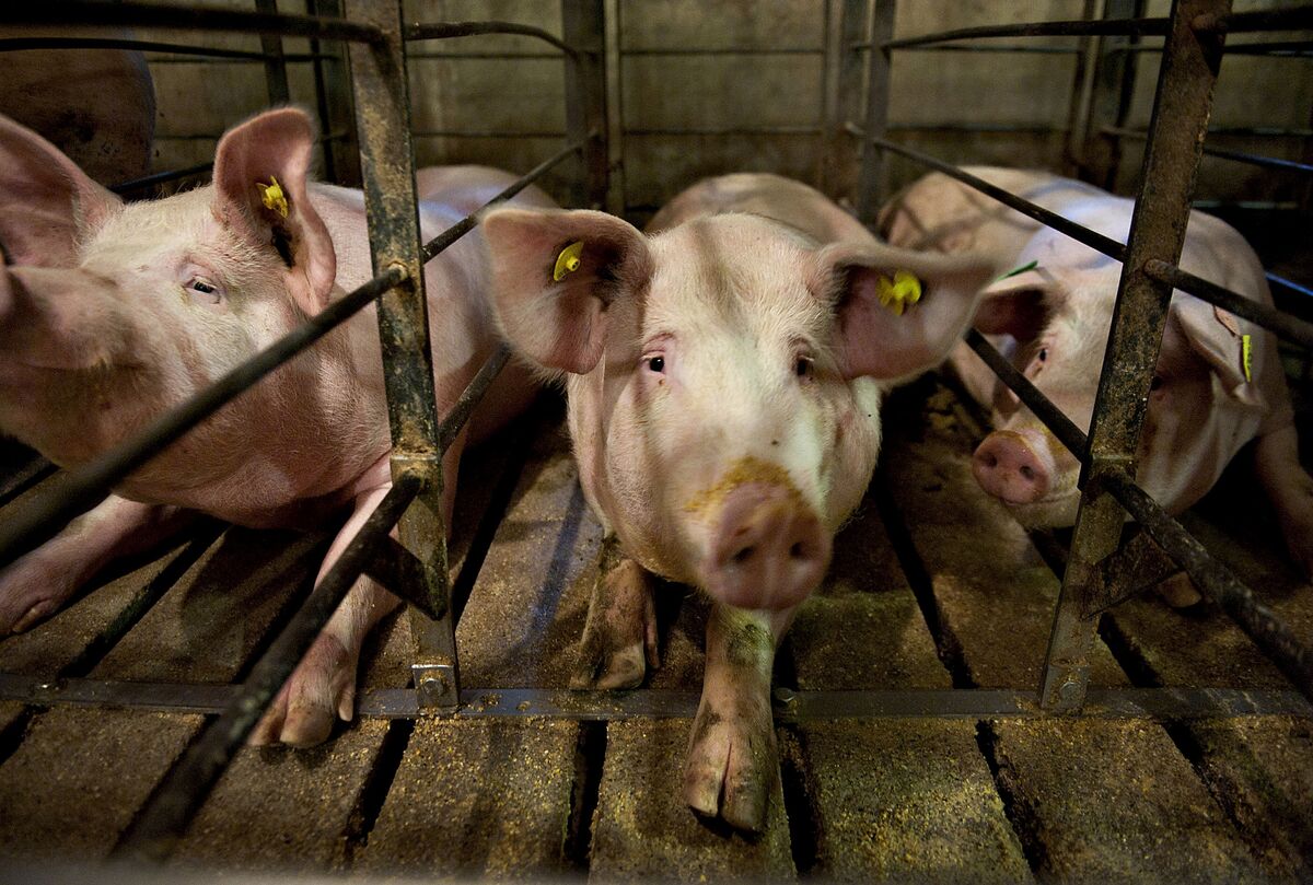 Blue Apron Has Been Using Caged Pigs For Its Pork - Bloomberg