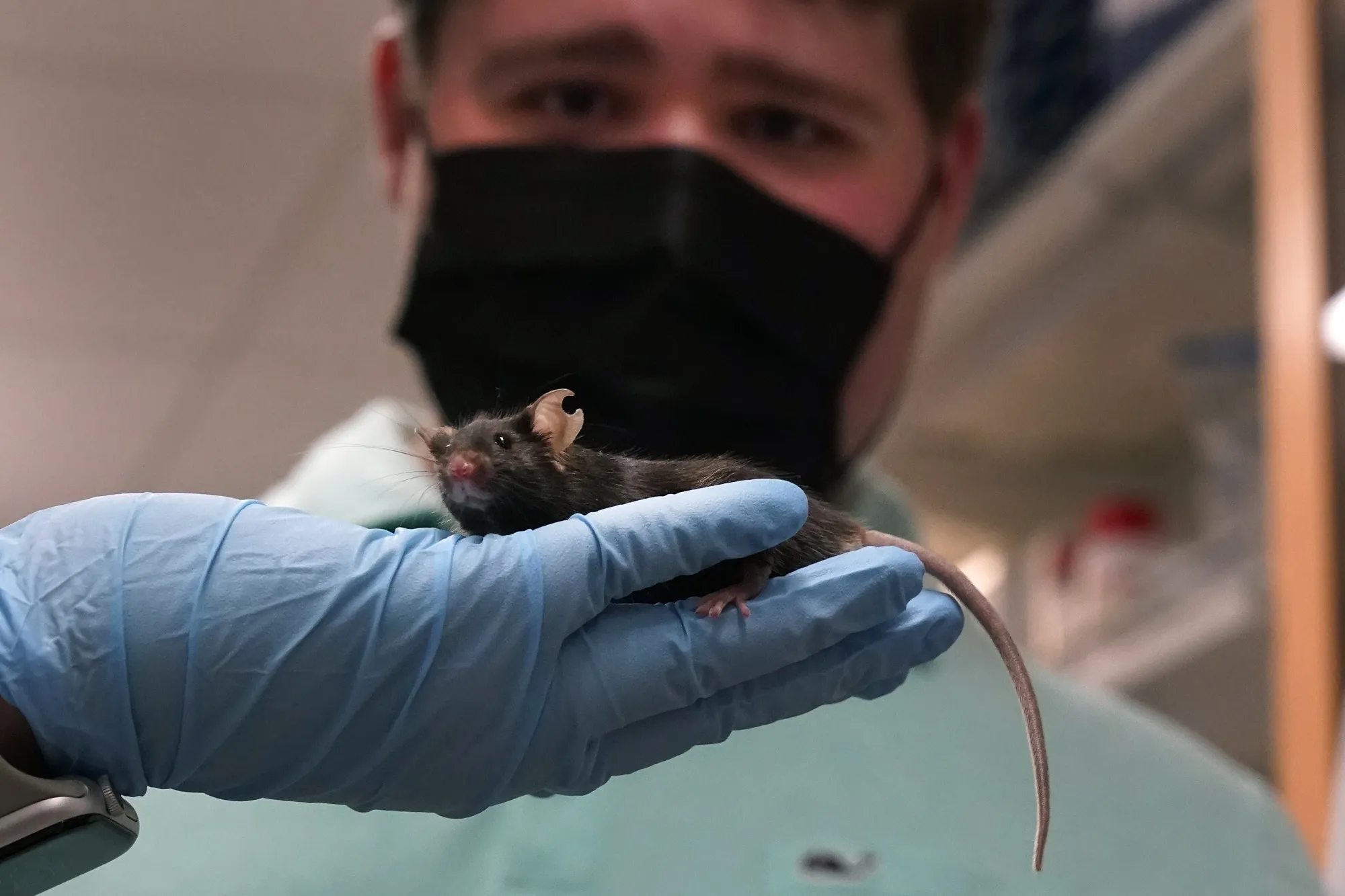 Jake's Mice: Searching for Answers to the Puzzle of Autism - Bloomberg