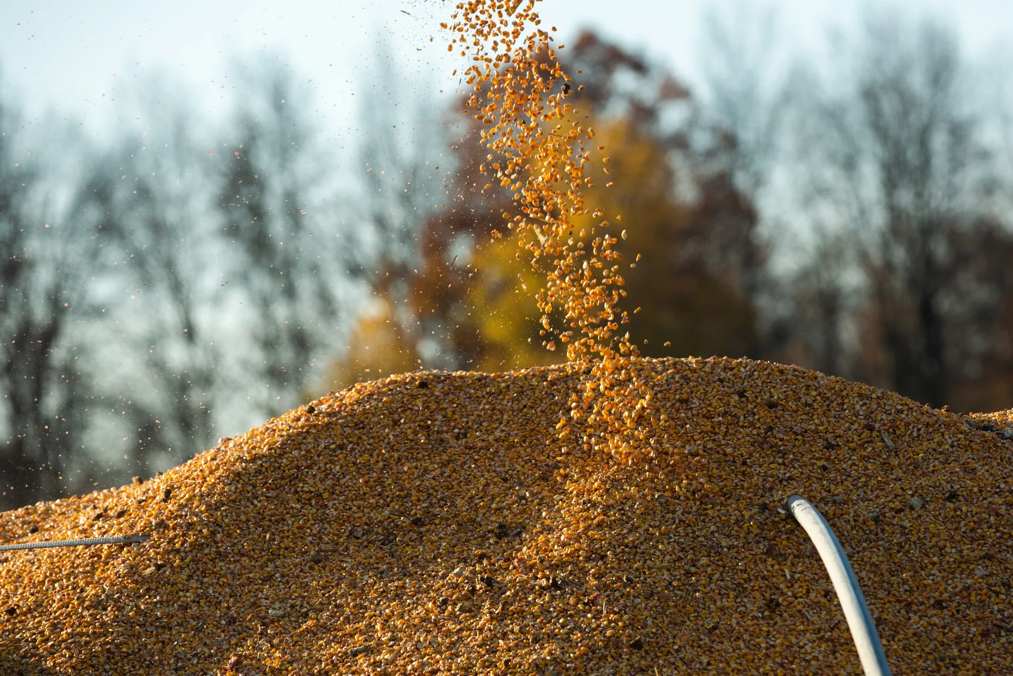 ADM Stops Receiving Corn at Nebraska Plant as Grain Piles Up - Bloomberg