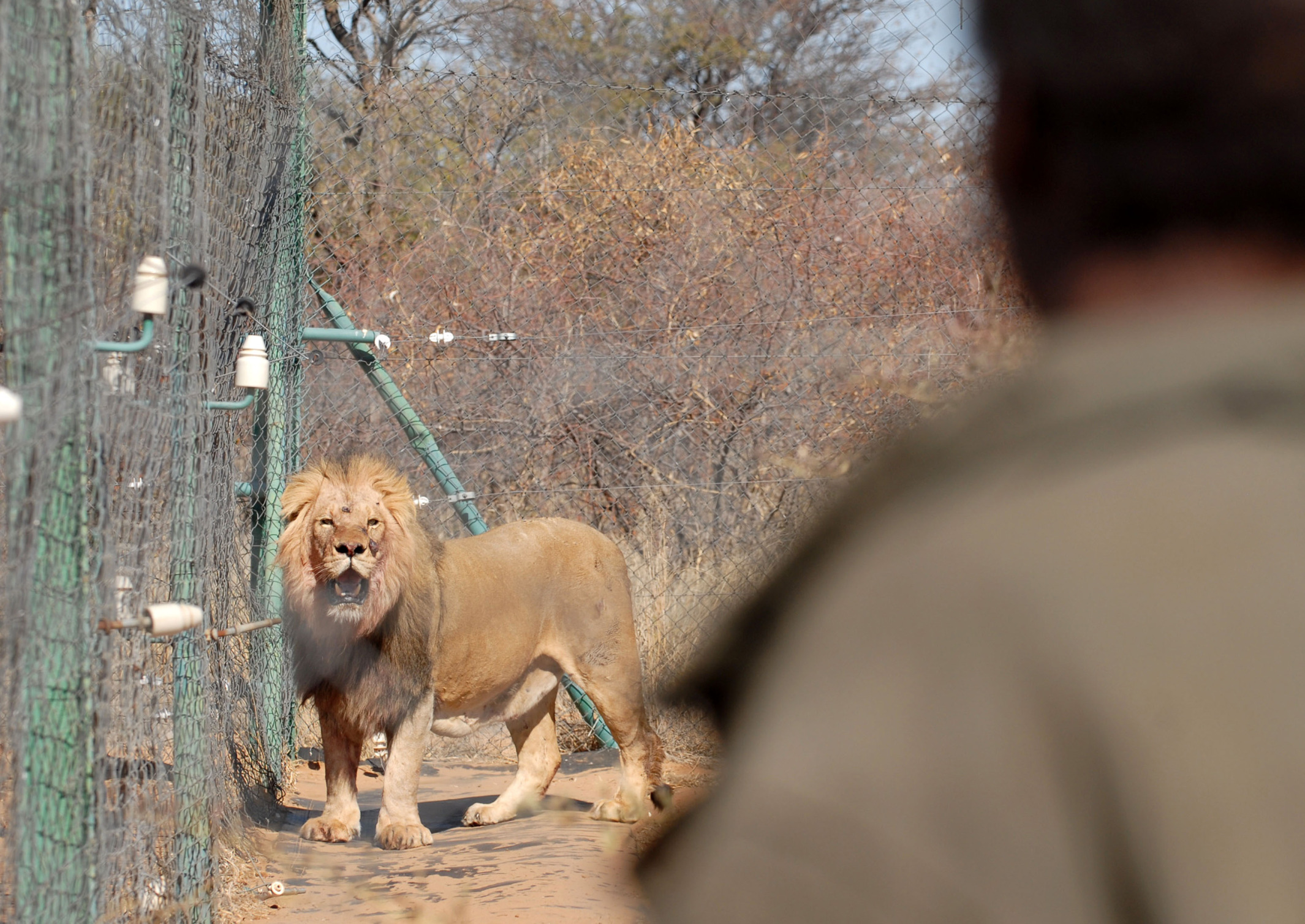 South Africa Ponders What to Do With 8,000 Lions and 3,000 Skeletons ...