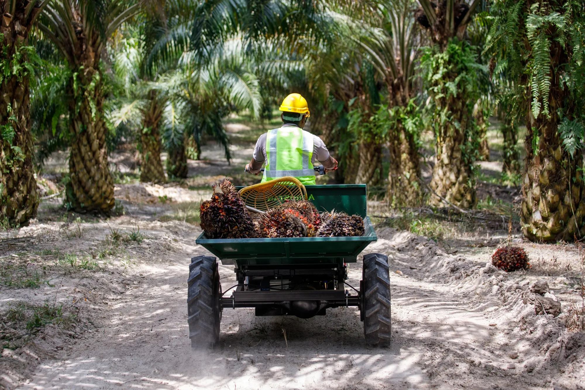 Palm Oil Production Seen Surging in Malaysia as Workers Return - Bloomberg
