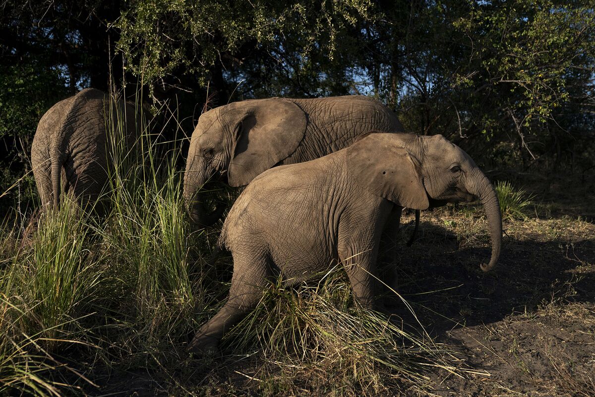Where Elephants Roam, Wildlife Pact Draws Scorn as ‘Senseless’ - Bloomberg