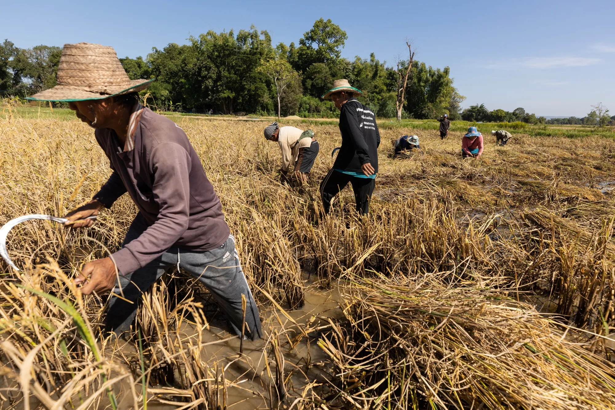 Rice Prices Scale Fresh 15-Year High as Supply Risks Linger - Bloomberg