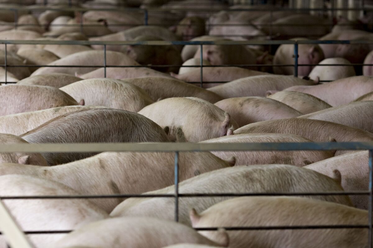 Record Planeloads of Live Hogs Flown Into China to Boost Herds - Bloomberg