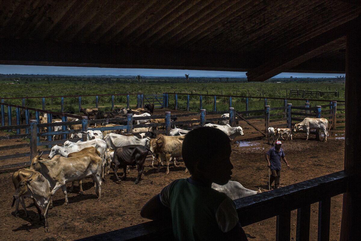 Bad Boy of Brazil Finance Is Now a Cattle-Ranching Billionaire - Bloomberg