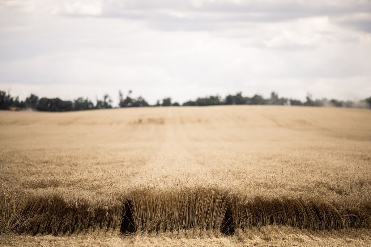 Climate Change Versus Biodiversity: There Can Be Only One - Bloomberg
