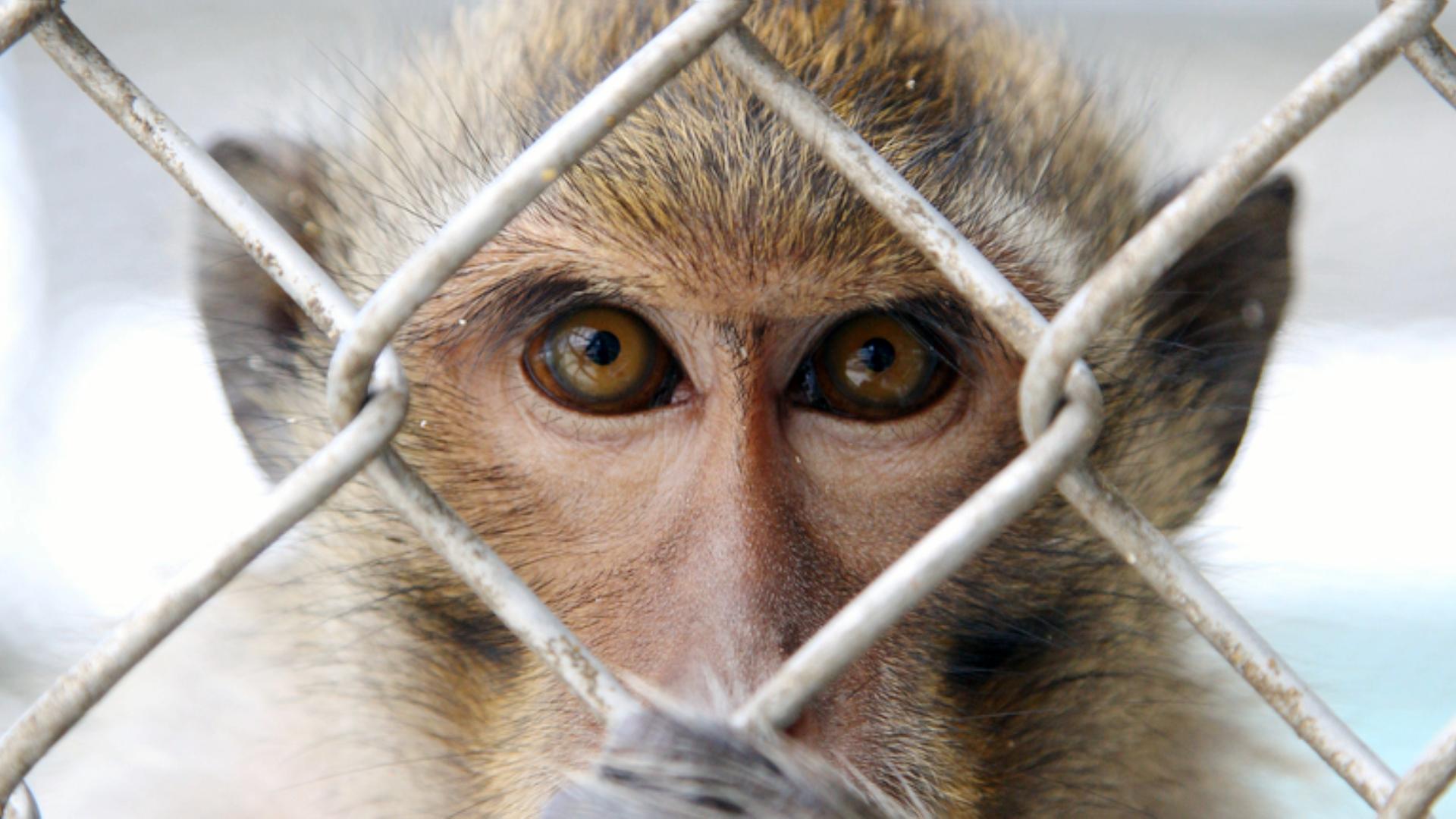 Watch Meet the Florida Monkeys Testing Your Medicine - Bloomberg