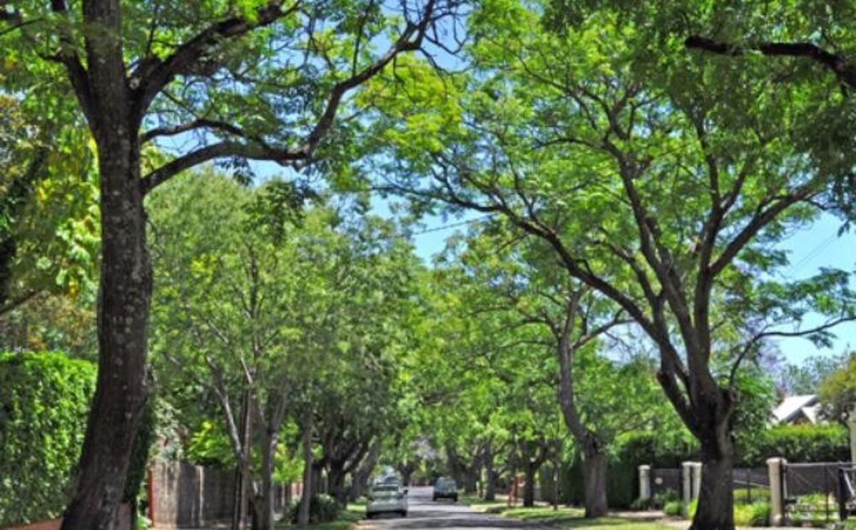 The Inequality of Urban Tree Cover - Bloomberg