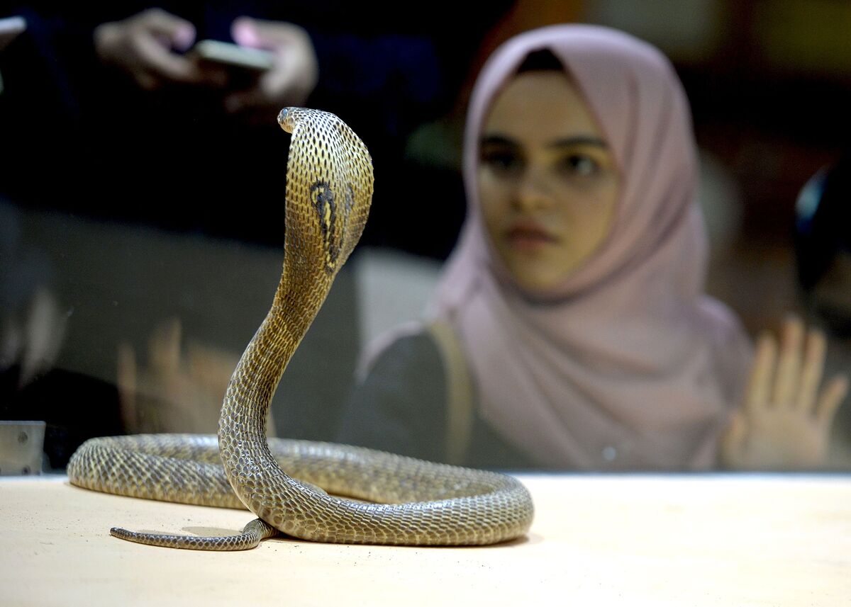 World’s Snakebite Capital Finally Pays Attention to Neglected Health Issue - Bloomberg