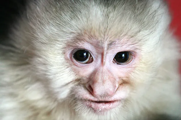 Odd Jobs: Private Monkey Trainer - Bloomberg