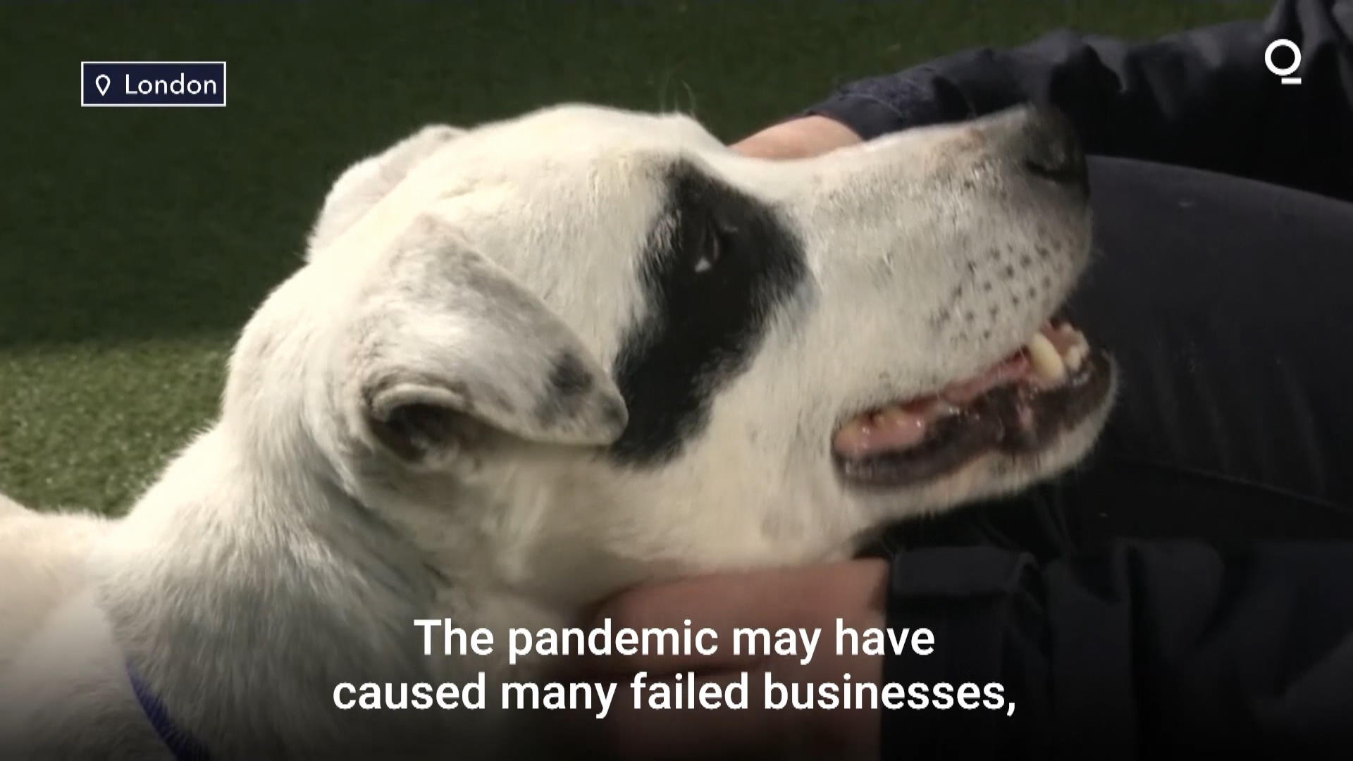 Watch Pandemic Pets Are Being Returned - Bloomberg