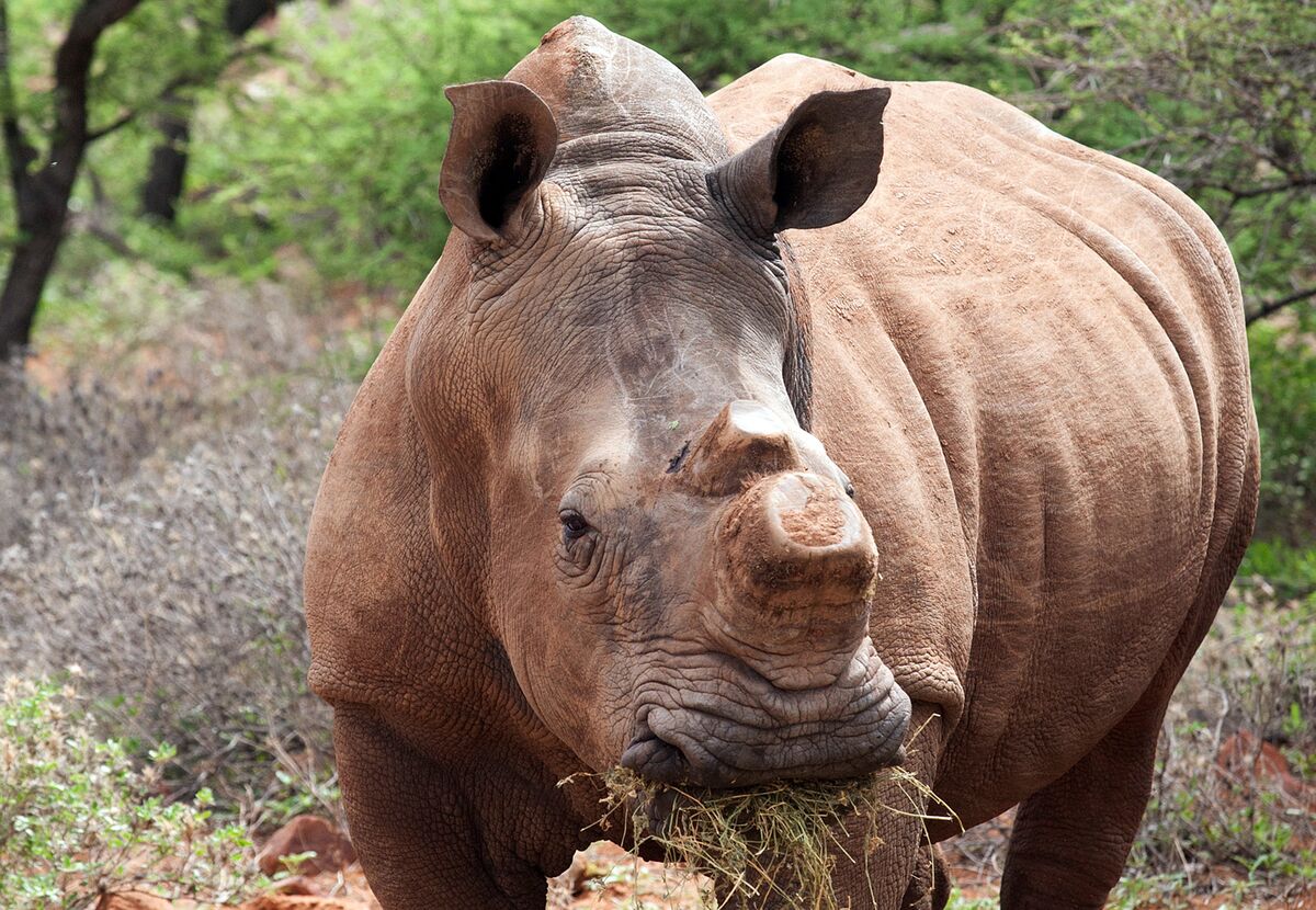 VETPAW U.S. Veterans Fight to Save African Rhinos From Poaching - Bloomberg