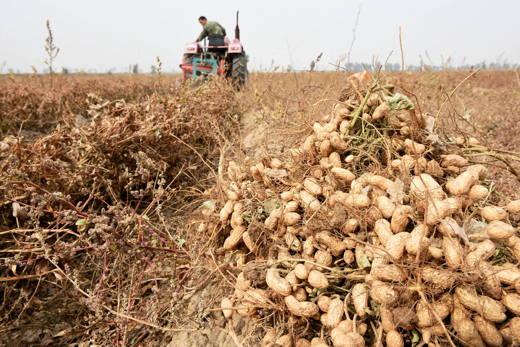 Empty Peanut Shells Are the Latest Casualty of China’s Drought - Bloomberg