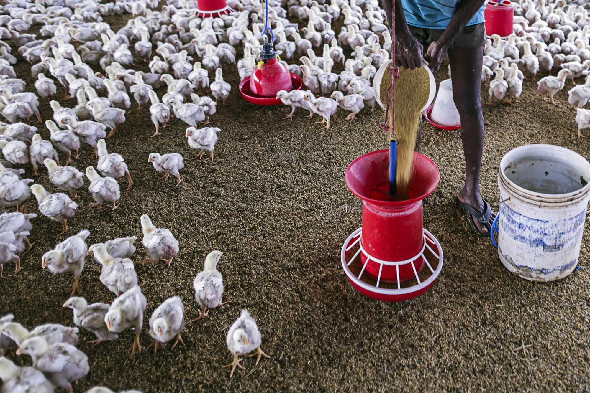 Antibiotic Apocalypse Fear Stoked by India’s Drugged Chickens - Bloomberg
