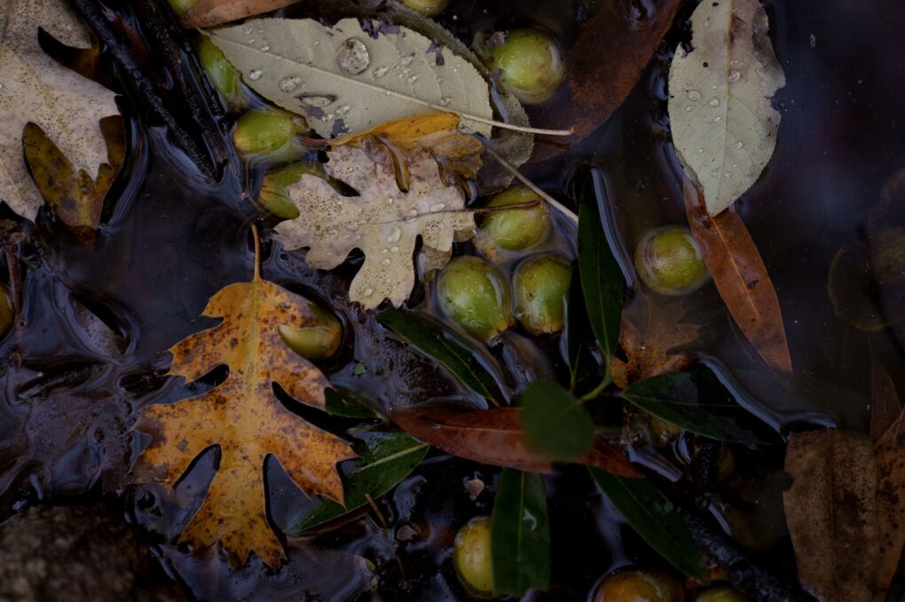 The Private Equity Firm Tapping America’s Spring Water