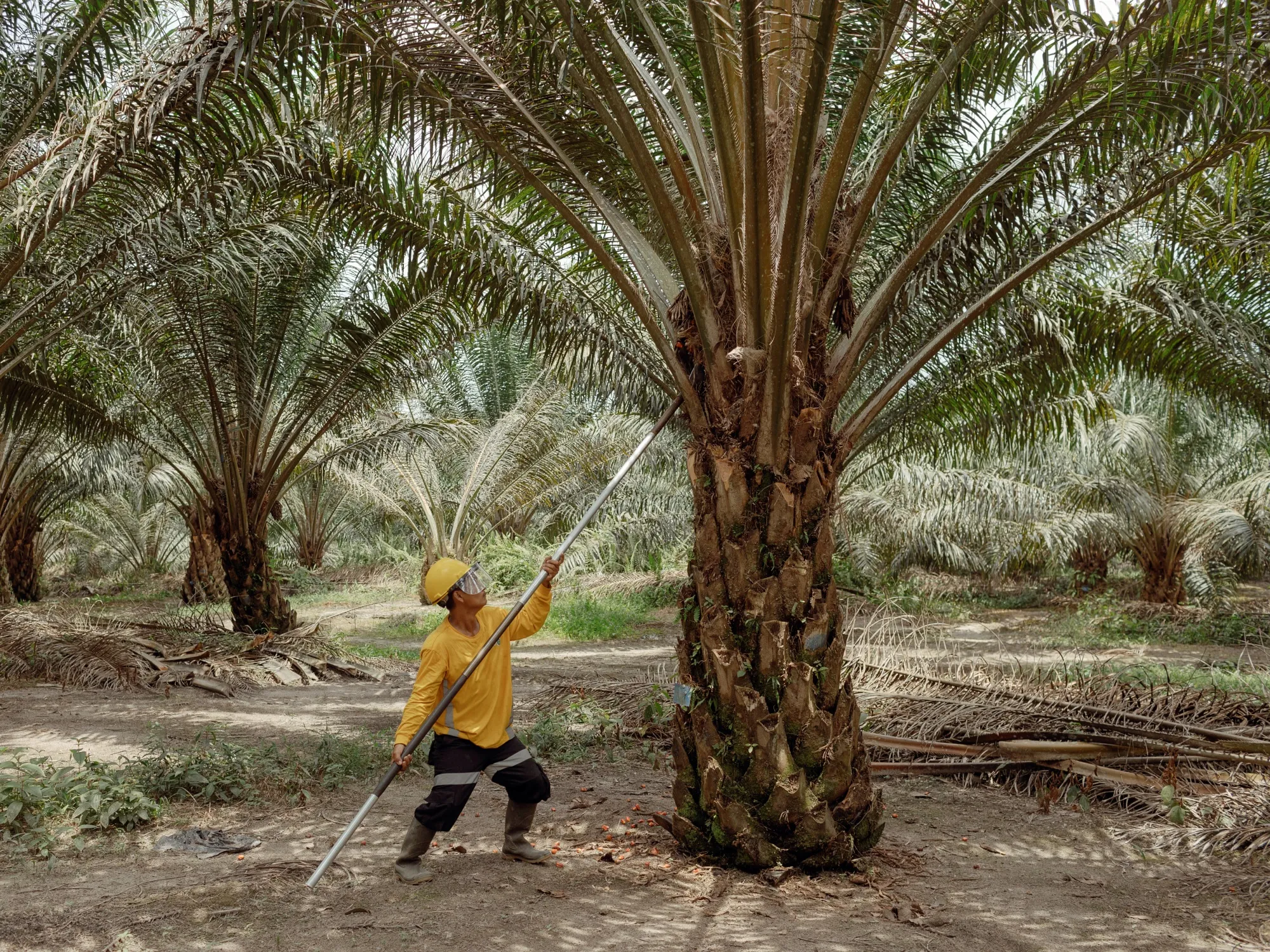 Palm Oil Tree Ageing Trees Show A Crisis Looms For The World's