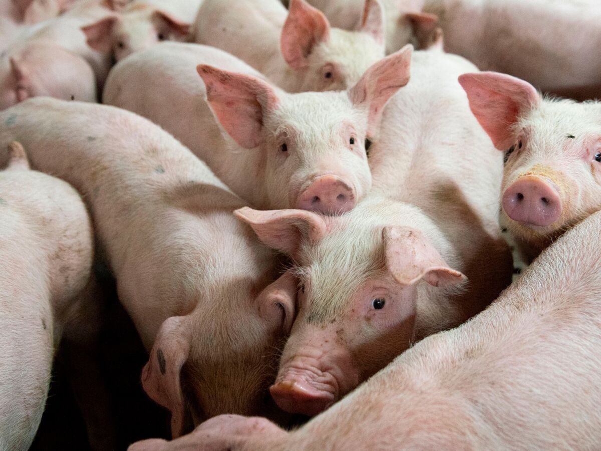 African Swine Fever Could Cut Philippine Ham Sales by $780M - Bloomberg