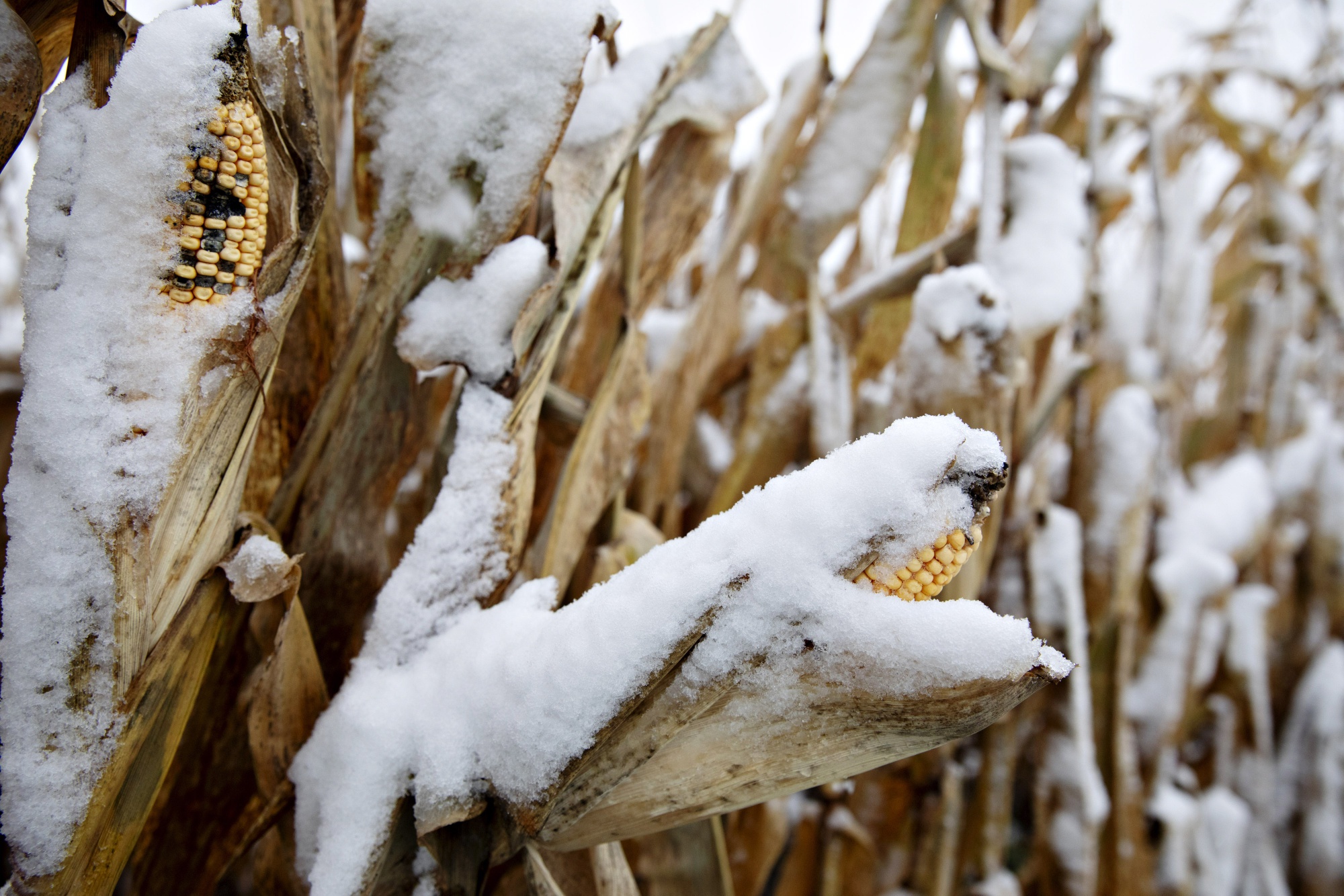 Unharvested Corn Is Latest Blow From Wild U.S. Growing Season - Bloomberg