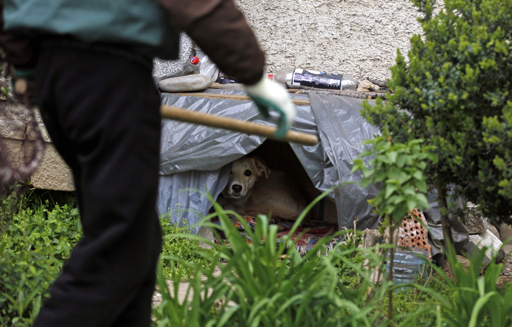Catching and Saving Bucharest's Stray Dogs - Bloomberg
