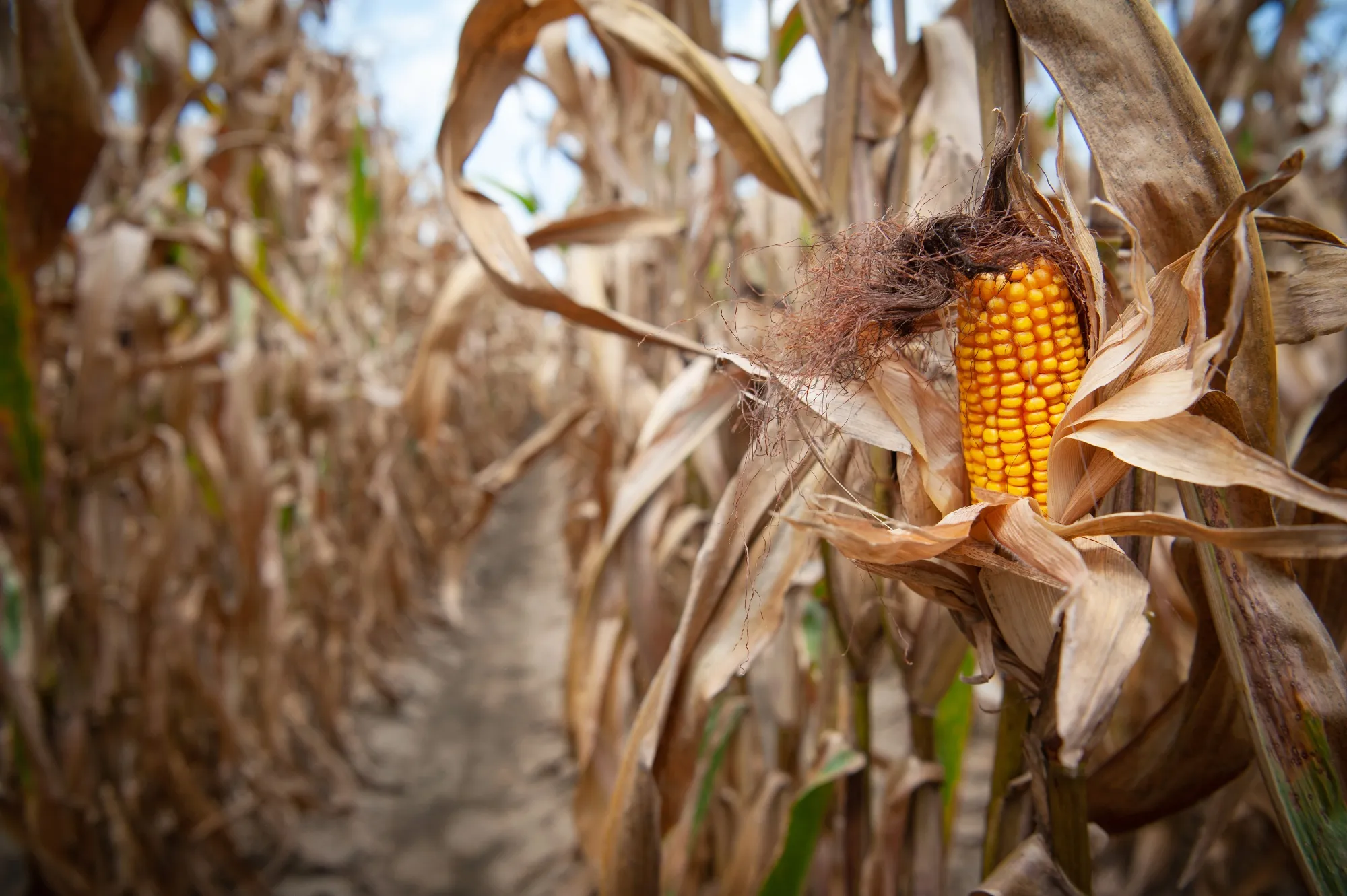Drought in US Midwest Eases Its Grip on Some Corn-Growing Areas - Bloomberg