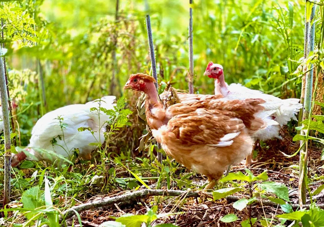 Cooks Venture Secures $50 Million for Slow-Growing Bird Business ...