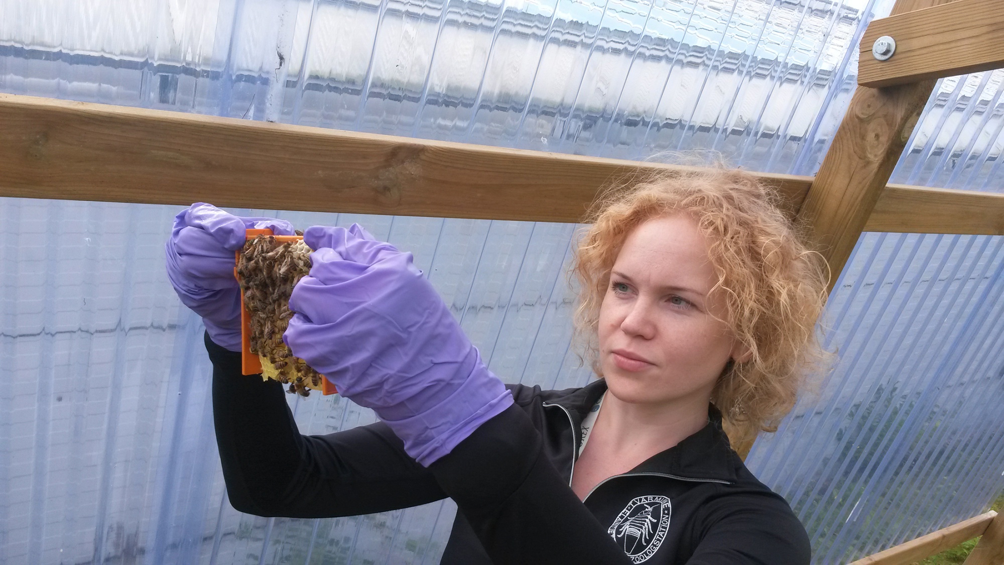 World's First Honey Bee Vaccine Seeks to Save Dying Pollinators - Bloomberg