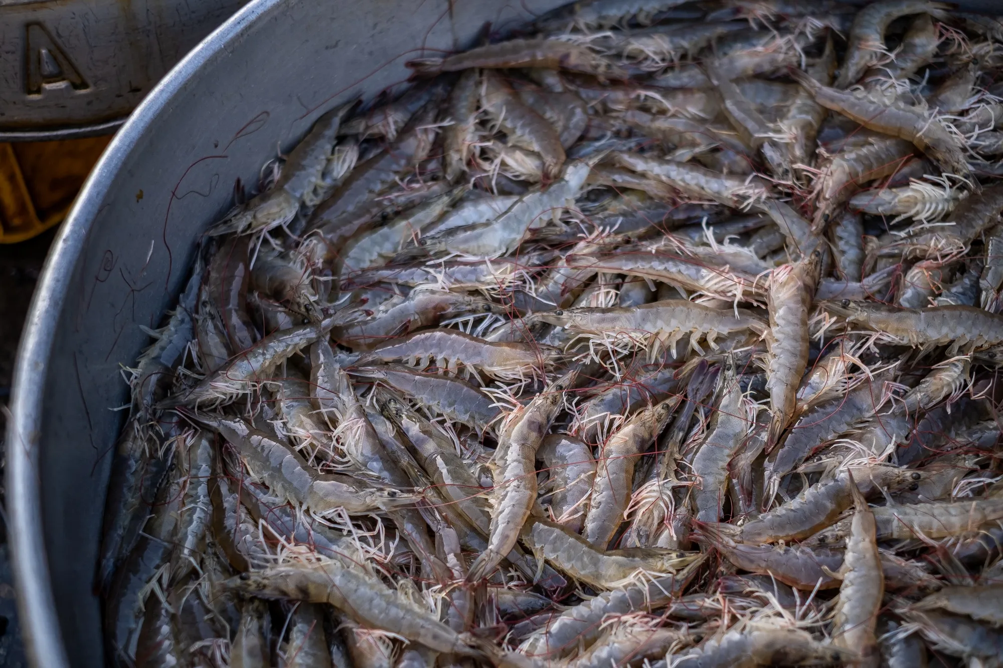 Shrimp Stocks Jump as India Eyes Big Chunk of Global Seafood Pie ...