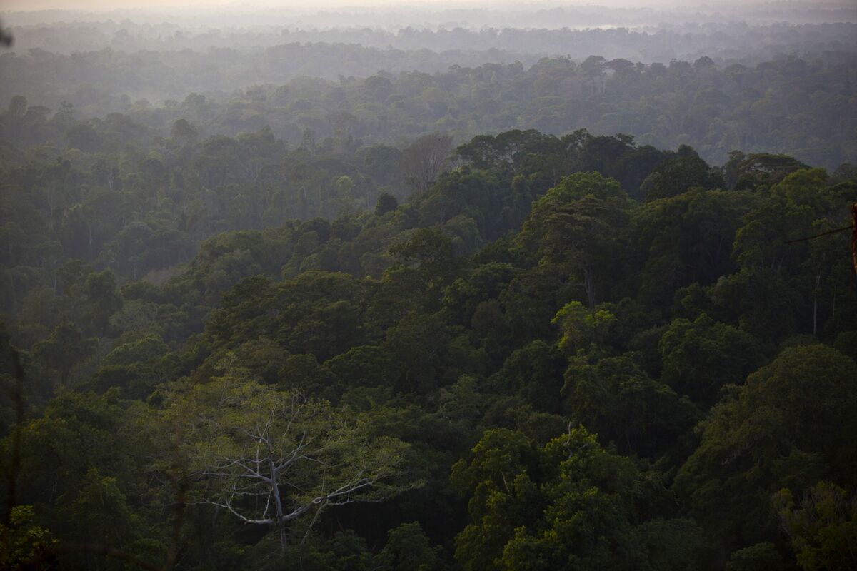 Brazil Bond to Protect Amazon Rainforest Gains Traction Among ESG ...
