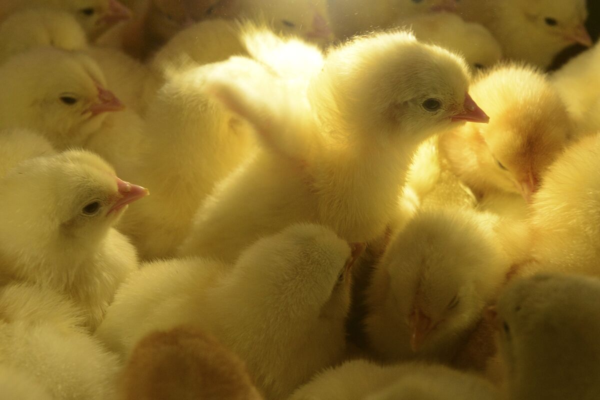 Thousands of Chicks Are Dying in the Mail After USPS Postal Service ...