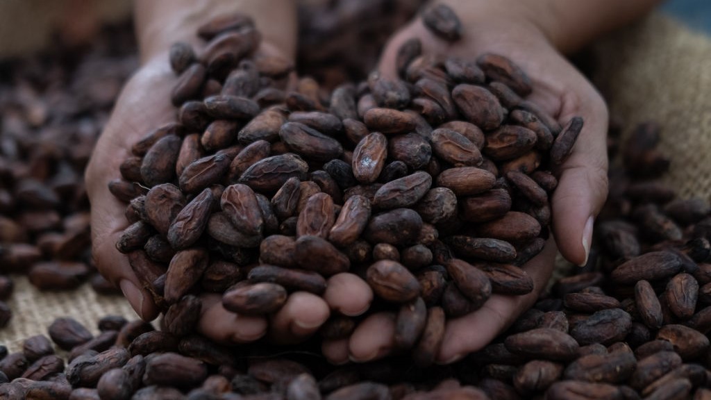 Watch Why Cocoa Prices Are Breaking Records - Bloomberg